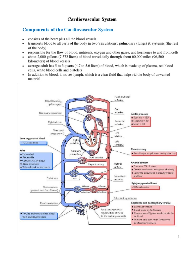 Components of The Cardiovascular System | PDF | Heart Valve | Heart