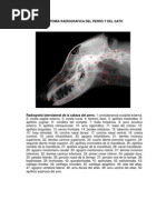 Anatomía de las Falanges en Animales | PDF