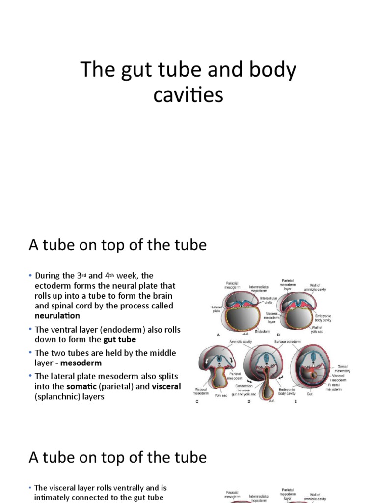 The Gut Tube and Body Cavities | PDF | Peritoneum | Anatomy