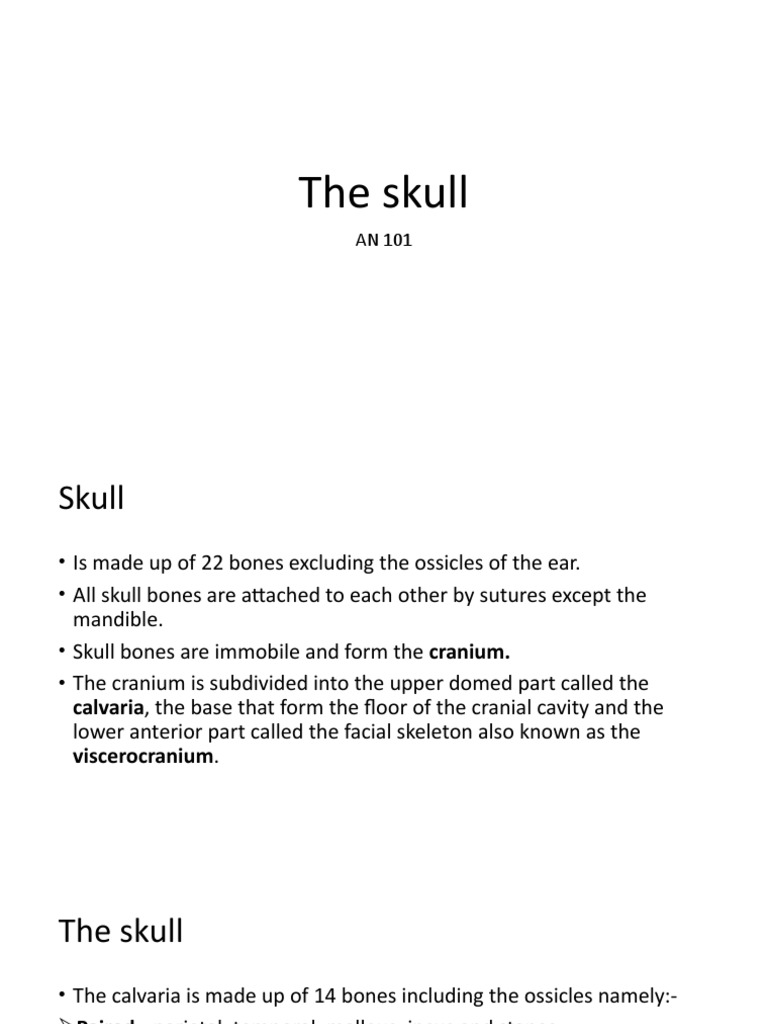 Anatomy of the Skull: A Comprehensive Review of Skull Bones, Cranial ...