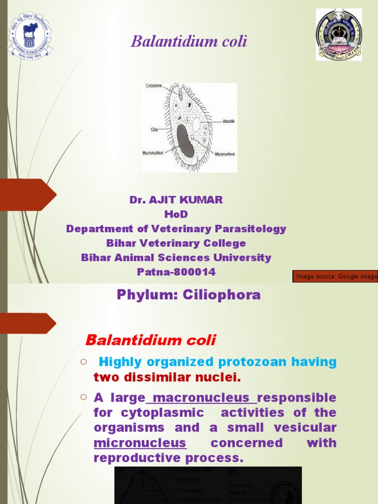 Balantidium Coli | PDF | Microbiology | Medical Specialties