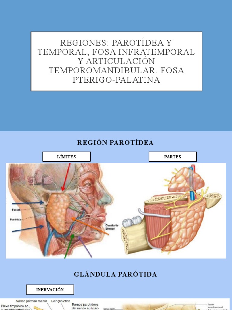 Regiones Parotídea y Temporal | PDF