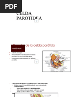 Región Parotídea | PDF | Anatomía humana | Sistema musculoesquelético