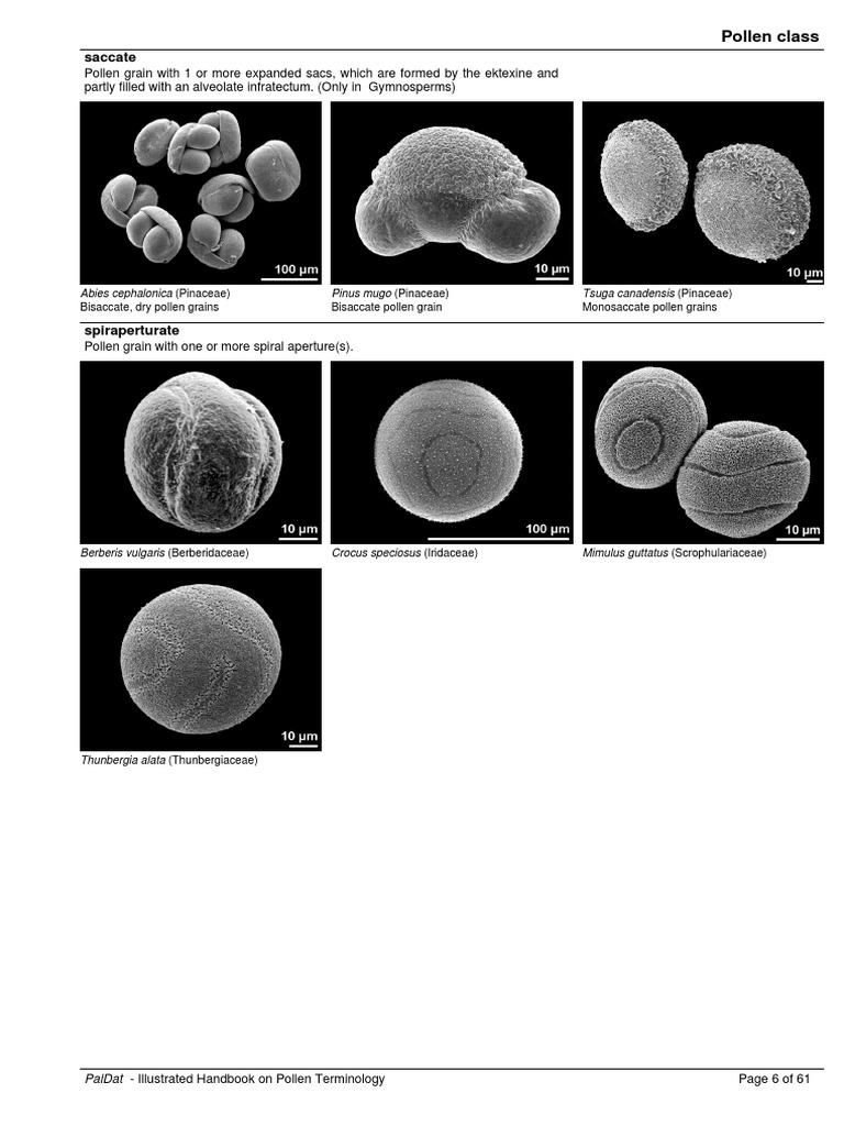 6 - PDFsam - Halbritter Etal 2005 Illustr Handbook Pollen Terminology ...