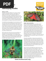 Classroom Butterfly Camouflage Activity | PDF | Camouflage | Mimicry