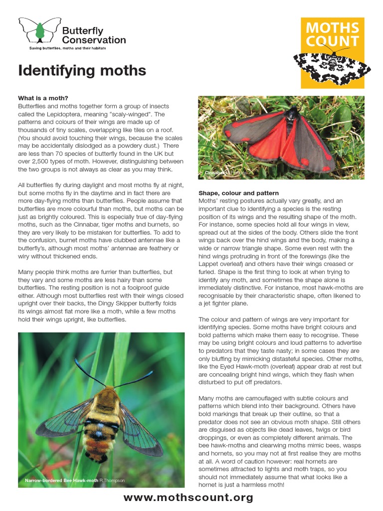 Identifying Moths: What Is A Moth? | Download Free PDF | Butterfly ...