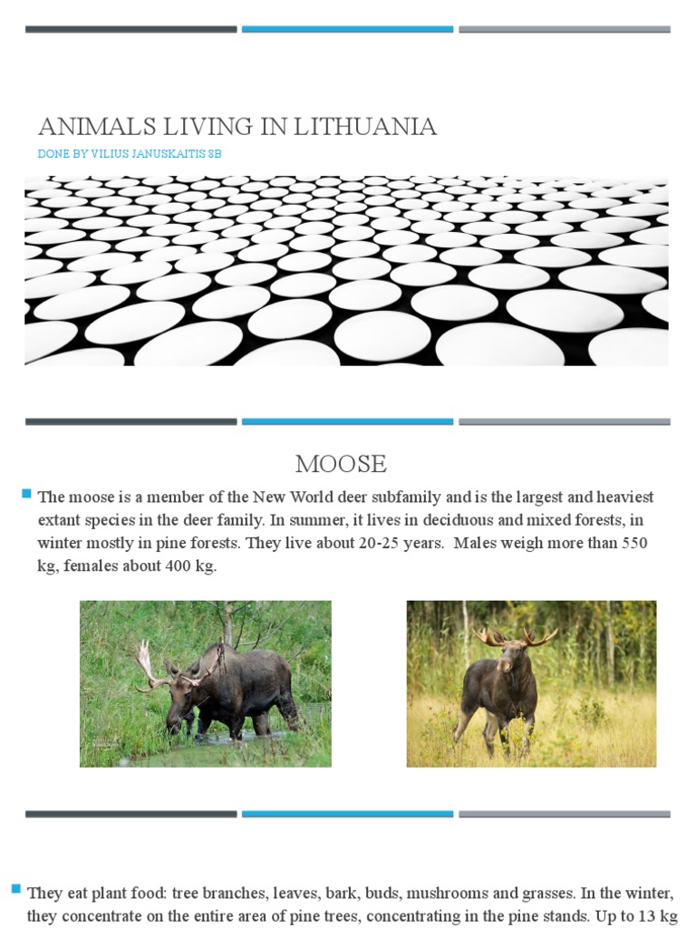Animals Living in Lithuania | PDF | Wild Boar | Moose