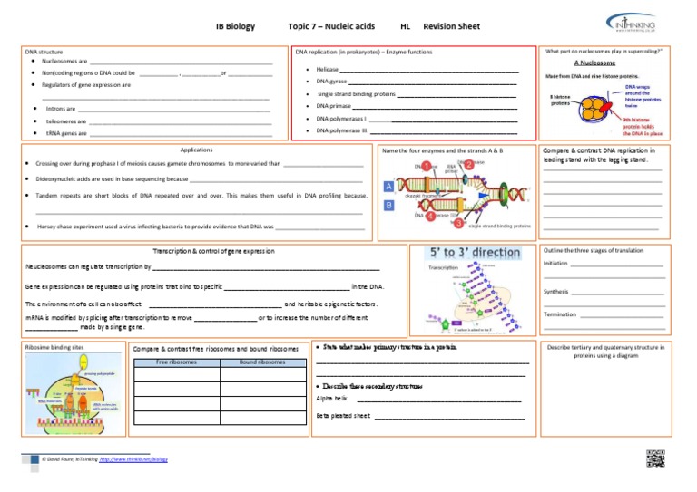 IB Biology Topic 7 - Nucleic Acids HL Revision Sheet | PDF | Dna | Gene