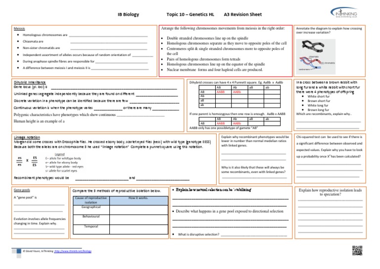 IB Biology Topic 10 - Genetics HL A3 Revision Sheet: Aabb Aabb | PDF ...