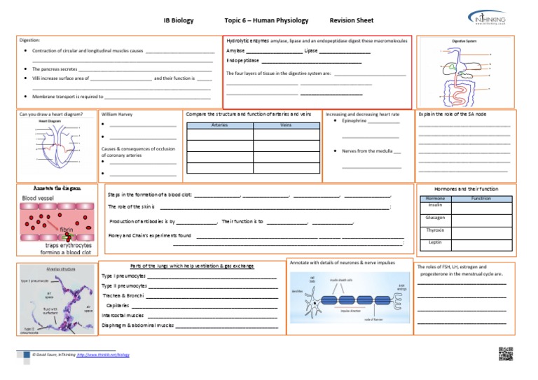 IB Biology Topic 6 - Human Physiology Revision Sheet | PDF | Artery | Vein