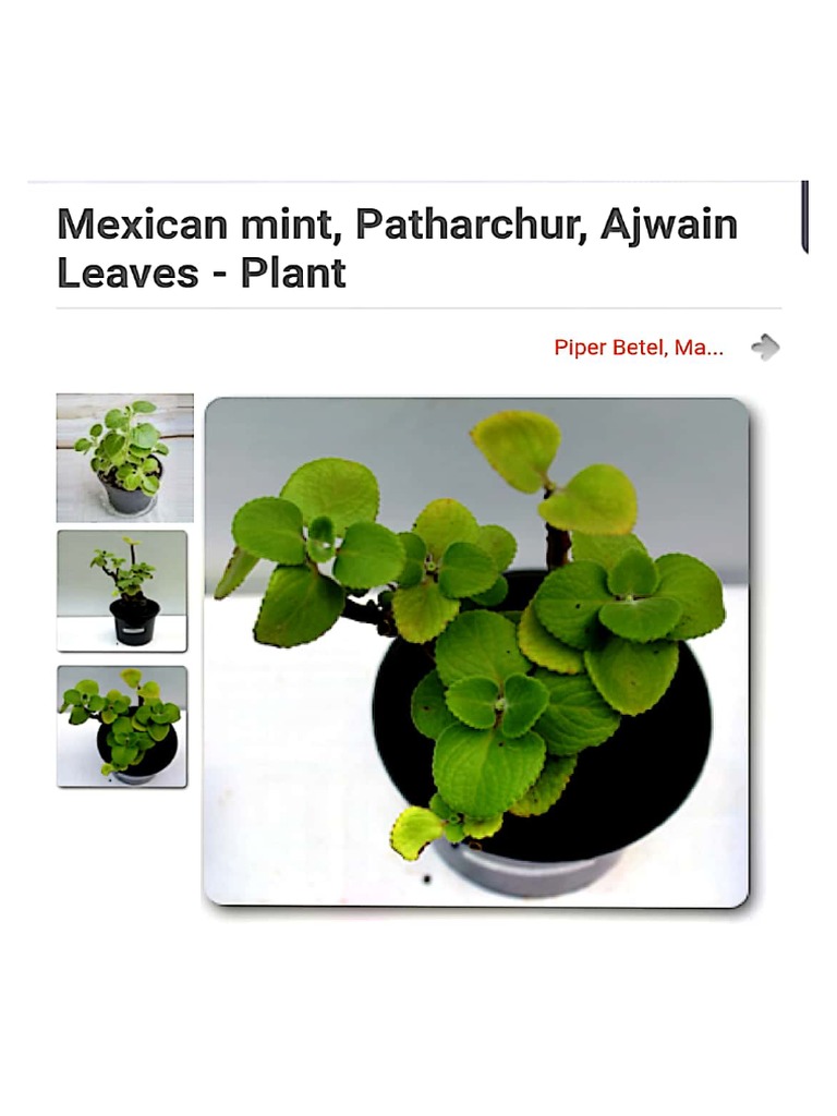Mexican Mint, Patharchur, AjwainLeaves - Plant | PDF
