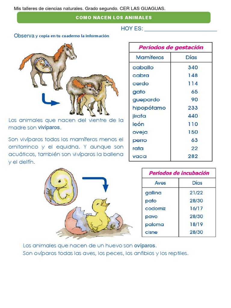 Como Nacen Los Animales | PDF | Huevo | Zoología