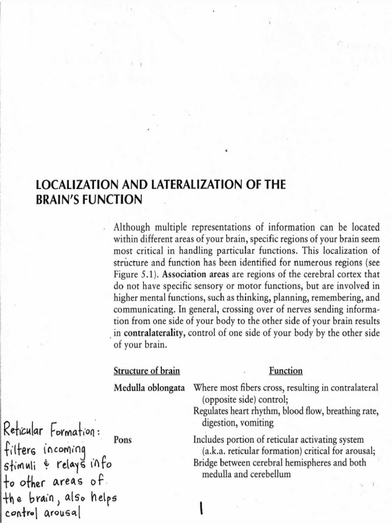 The Brain Packet | PDF