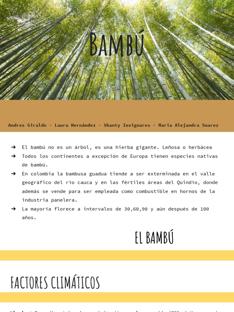 Tipos y Usos del Bambú en Construcción | PDF | Fundación (Ingeniería ...