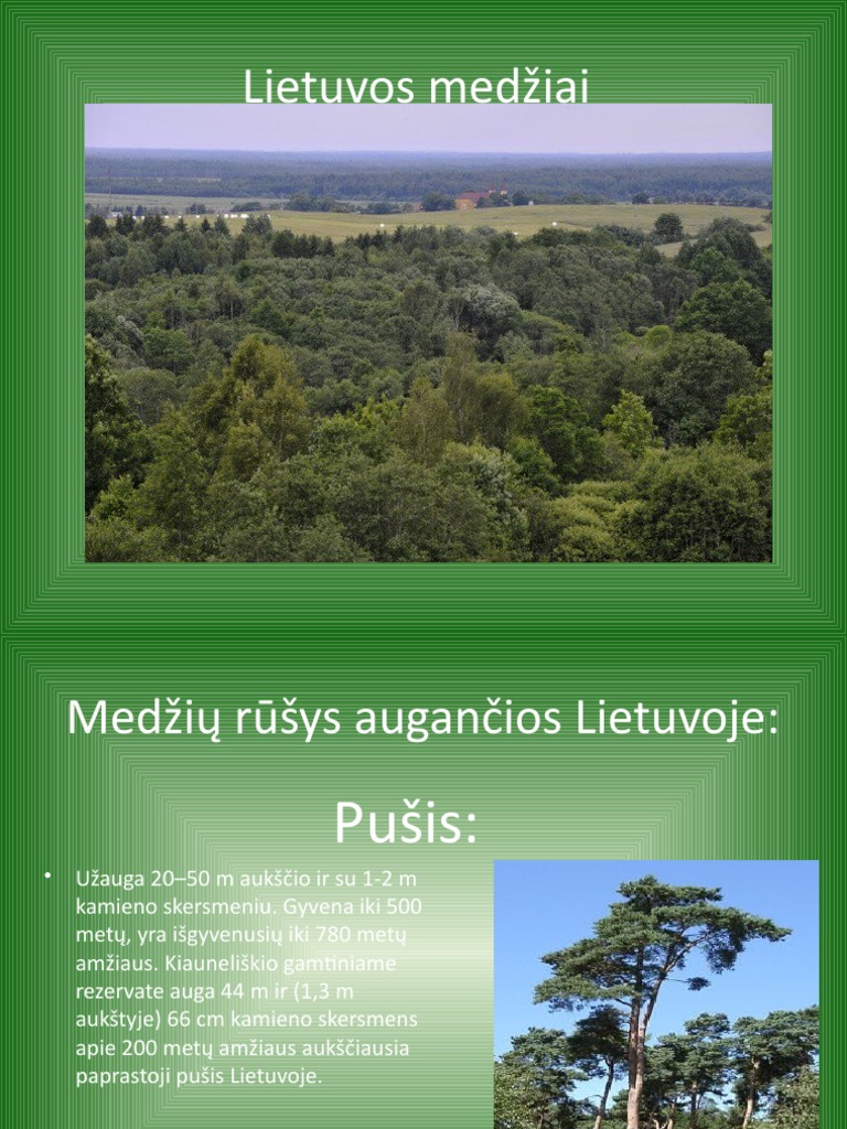 Lietuvos Medziai Skaidres | PDF