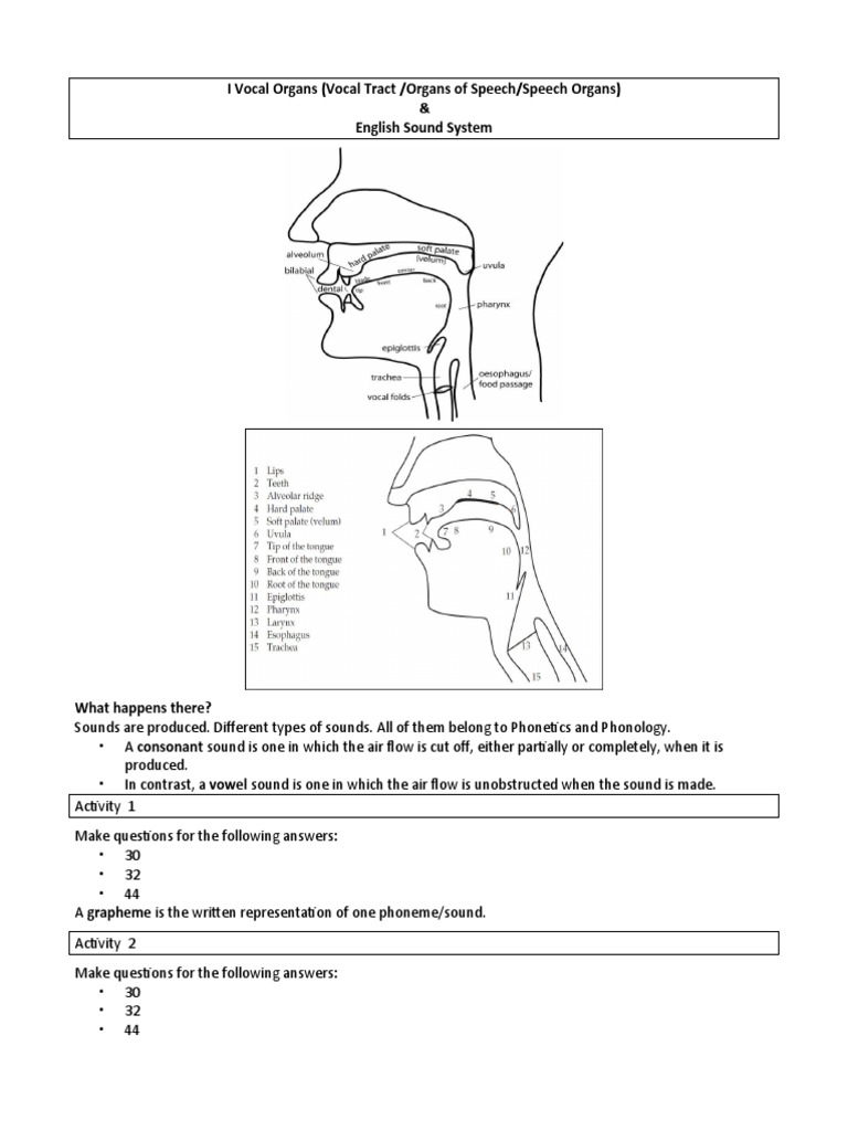 Understanding Vocal Organs in English Sounds | PDF | Phoneme | Phonetics