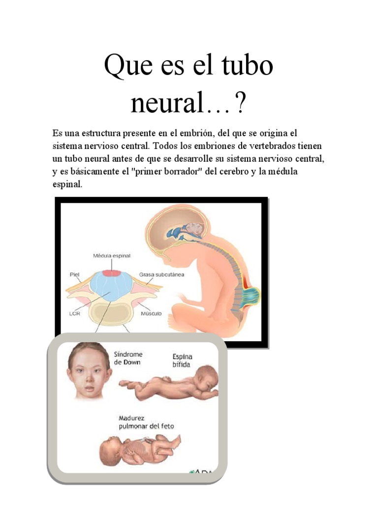 Defectos del Tubo Neural en Embriones | PDF | Ciencia y matemáticas