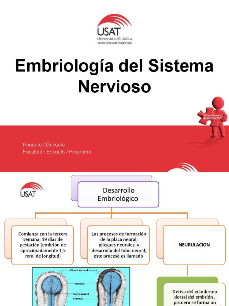 1 - Embriologia Del Sistema Nervioso | PDF