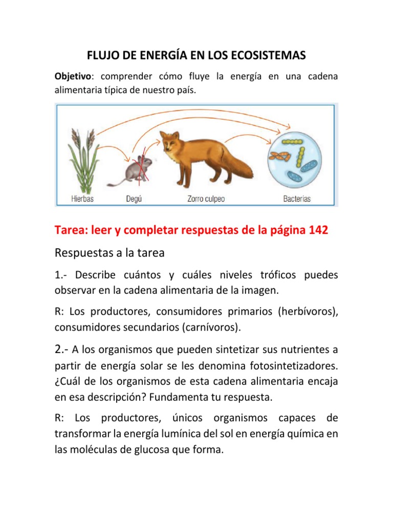 Hoja De Trabajo Sobre La Energía En Los Ecosistemas Conservamos Los