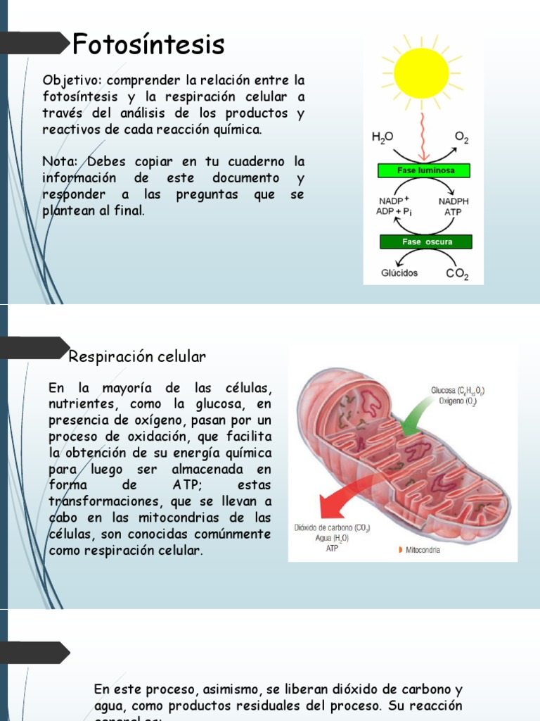 Relación entre Fotosíntesis y Respiración | PDF | Fotosíntesis ...