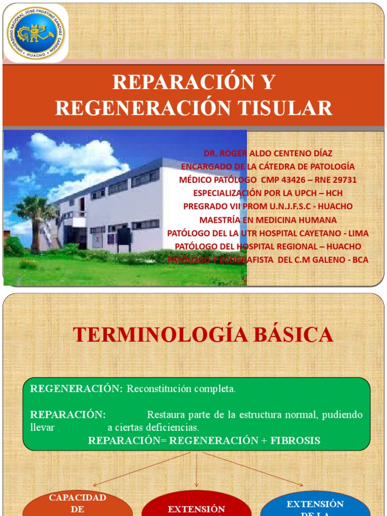 Reparación y Regeneración Tisular | PDF | Regeneración (biología ... Reparación y Regeneración Tisular | PDF | Regeneración (biología ...