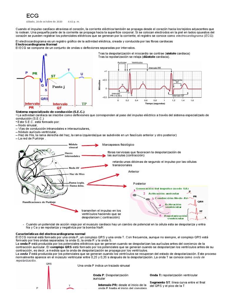 Ecg Normal | PDF