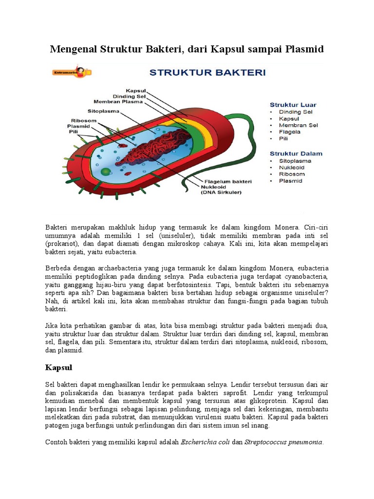 Mengenal Struktur Bakteri 1 | PDF
