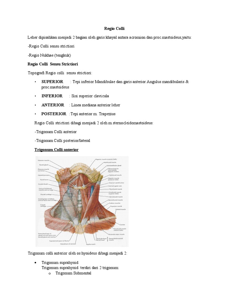 Regio Colli &tiroid | PDF