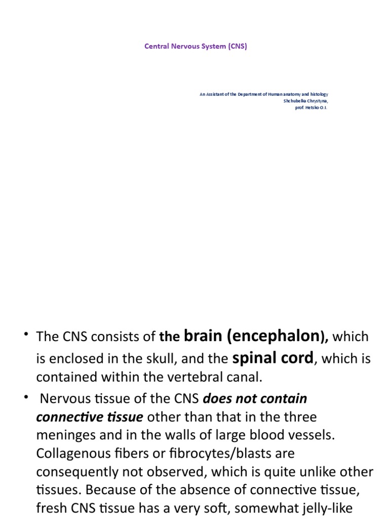An Overview of the Central Nervous System and its Supporting Cell Types ...