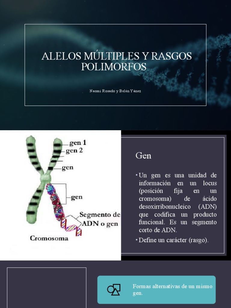 Alelos Múltiples | PDF | Polimorfismo (biología) | Gene