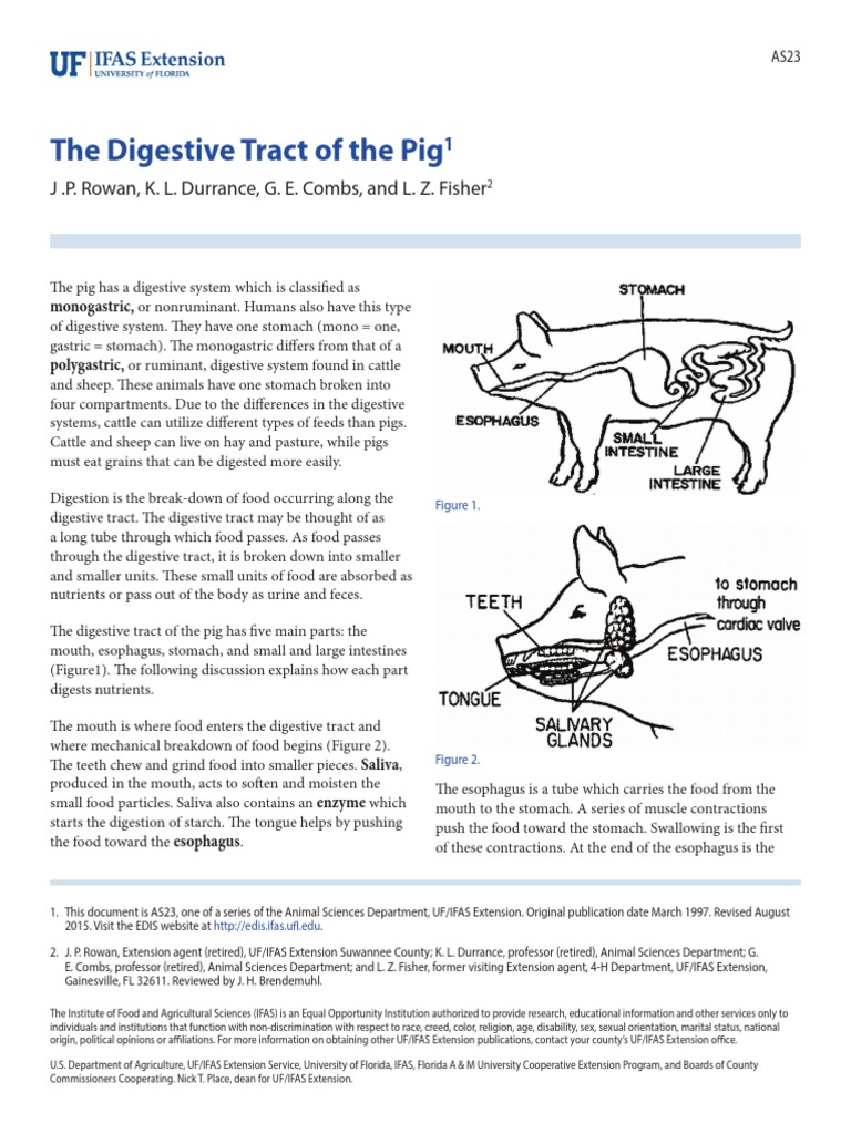 Digestive Tract of The Pig | PDF