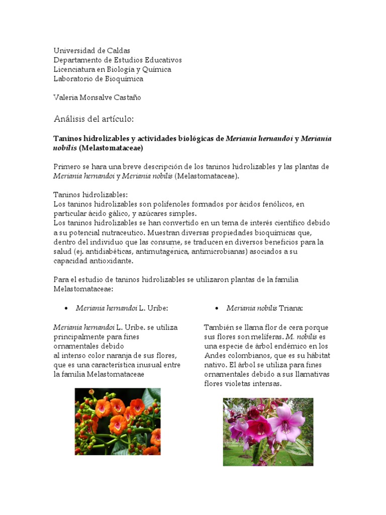 Taninos hidrolizables en Meriania hernandoi | PDF | Antioxidante ...