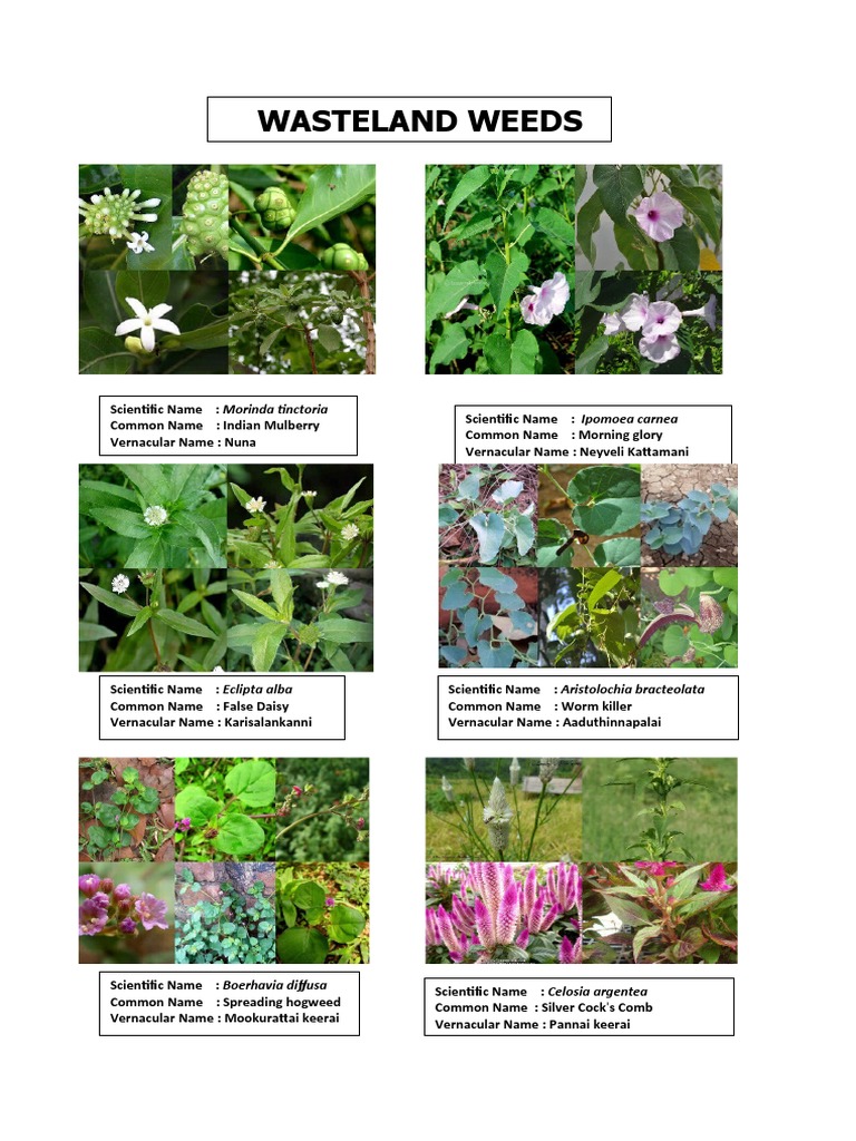 Wasteland Weeds | PDF