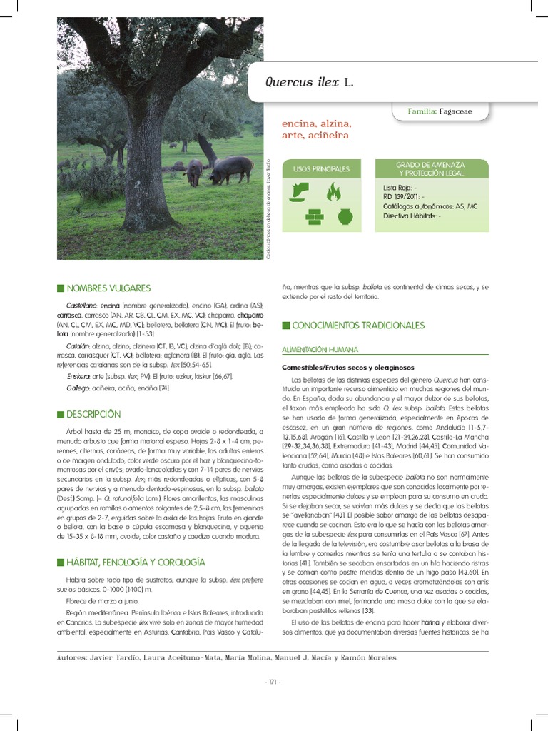 Ficha Encina | PDF | Roble | Bellota