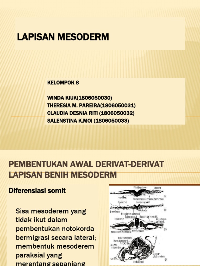 Lapisan Mesoderm | PDF