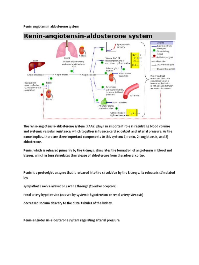 Renin Angiotensin Aldosterone System | PDF | Angiotensin | Endocrine System