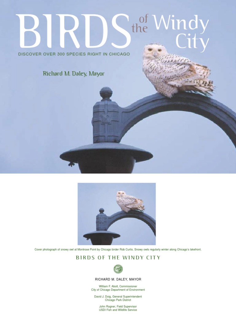 Chicago Birds | PDF | Bird Migration | Birds