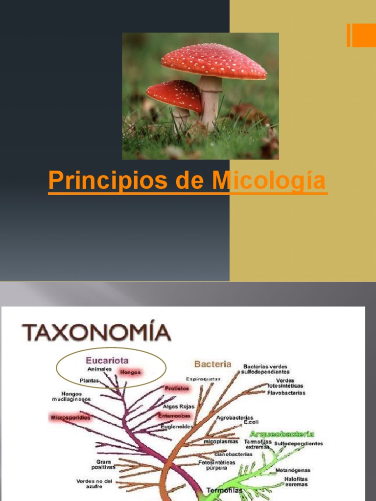 Introduccion A La Micologia | PDF | Espora | Hongo