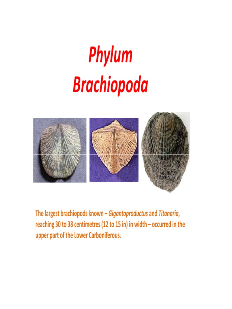 Phylum Brachiopoda