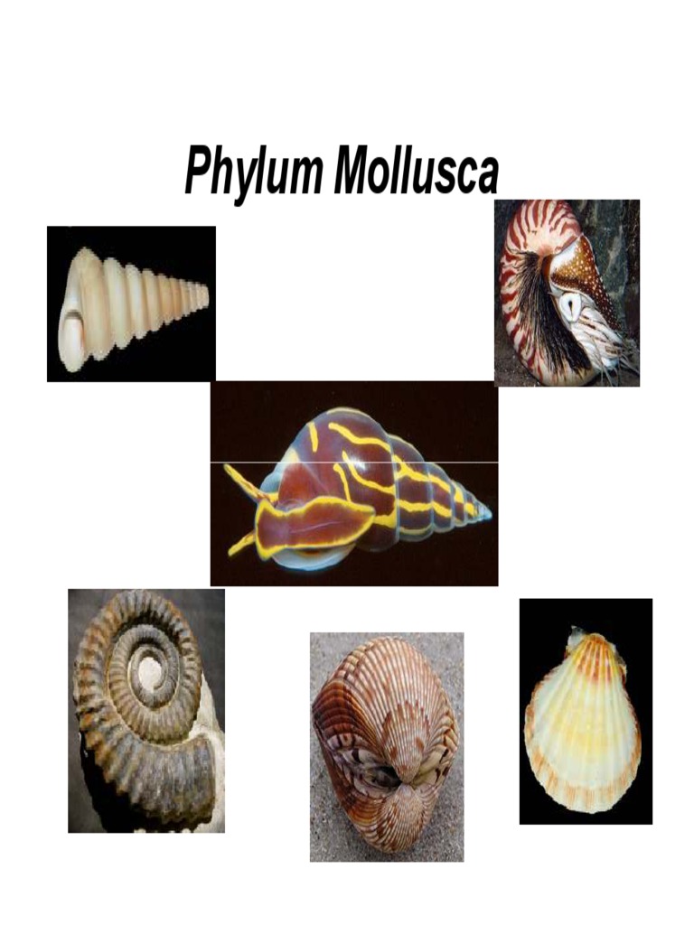 Phyllum Mollusca - CN-3 | Bivalvia | Mollusca