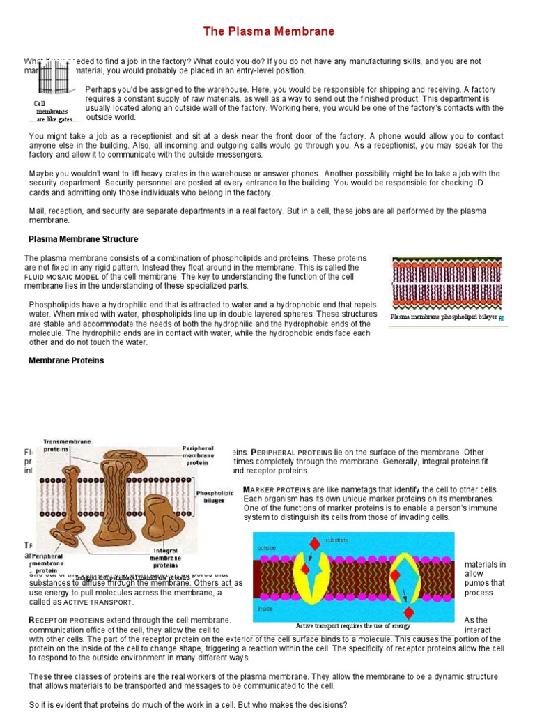 The Plasma Membrane: Cell Membranes Are Like Gates | PDF | Cell ...