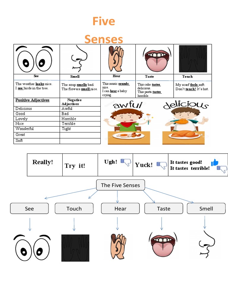 Exploring the Five Senses: How We Experience the World Through Sight ...