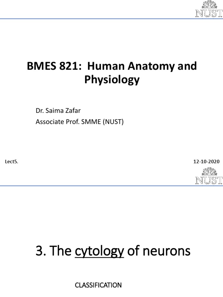 Neuronal Cytology and Membrane Potential | PDF | Neuron | Endoplasmic ...
