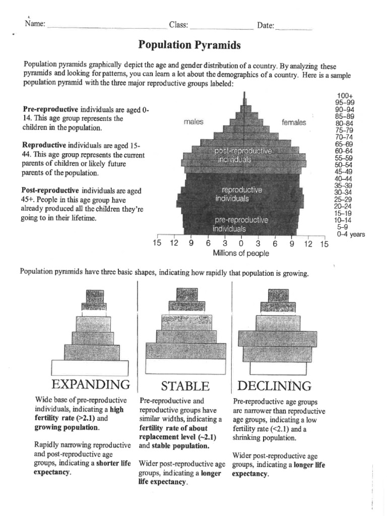 Population Pyramids Guided Notes | PDF