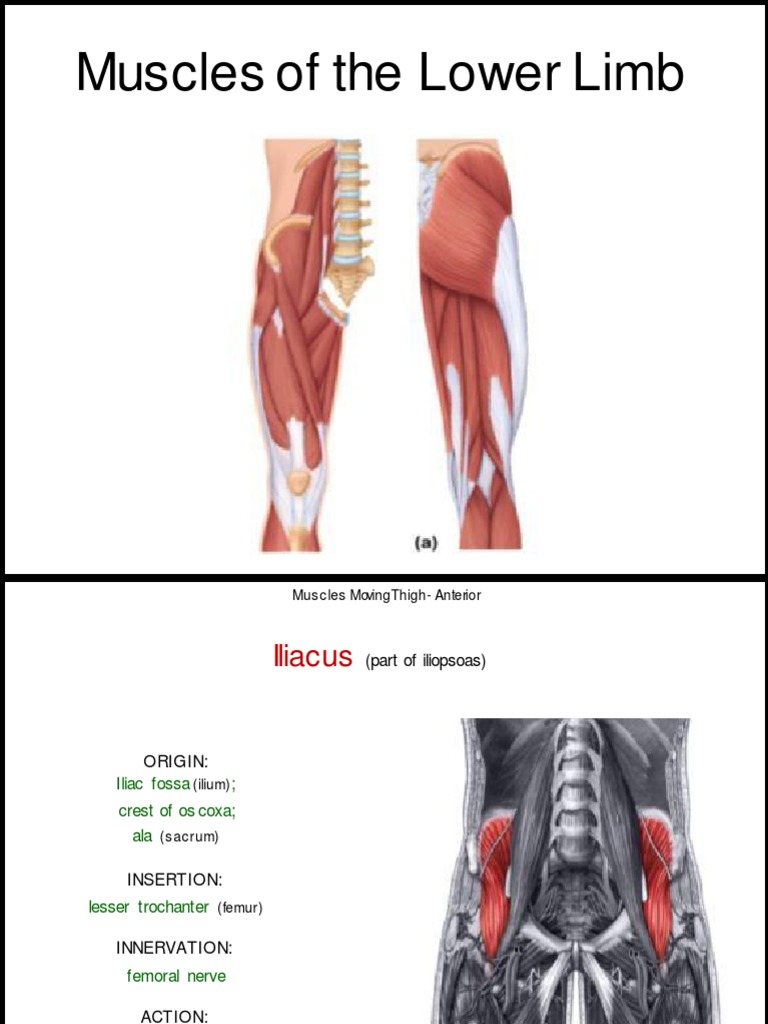 Muscles of The Lower Limb (ADAM) PDF | PDF | Foot | Ankle