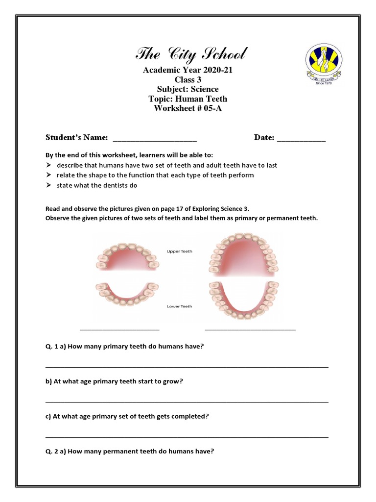Grade 3 Human Teeth Worksheet | PDF | Tooth | Human Tooth