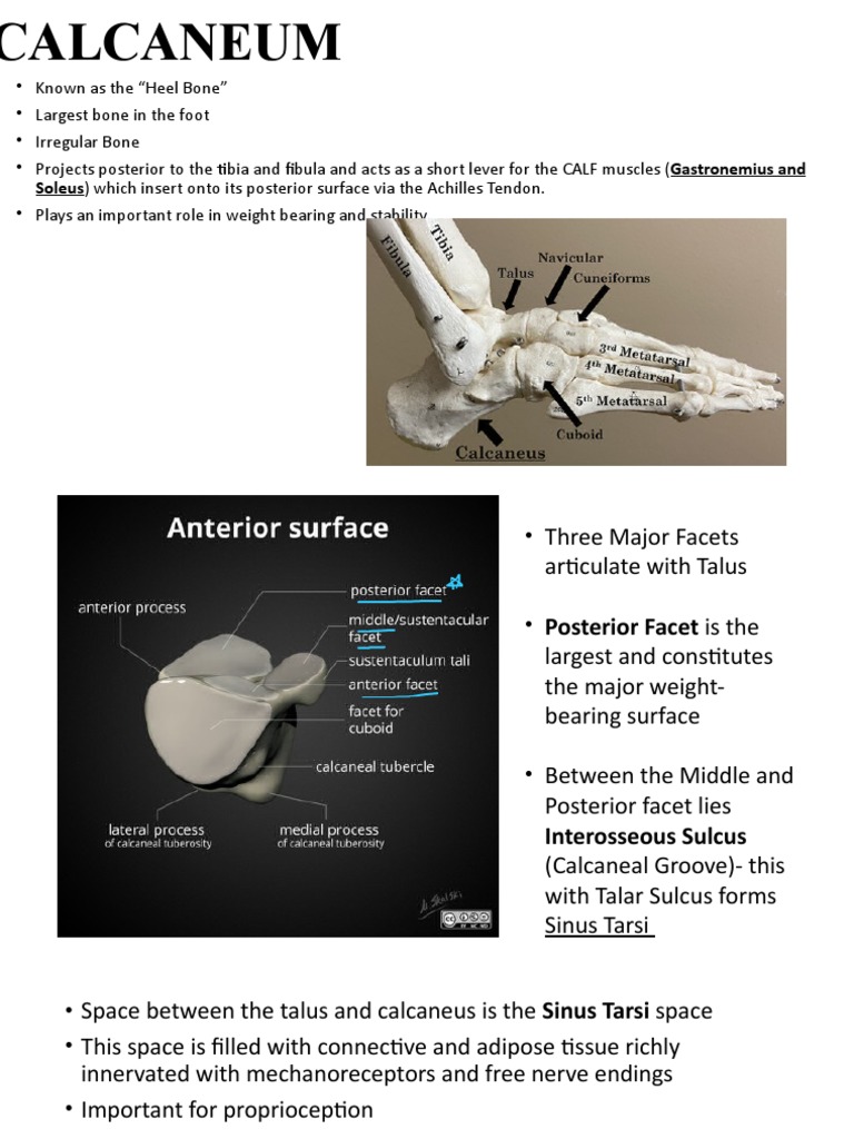 Muscle Attachments to the Calcaneus | PDF