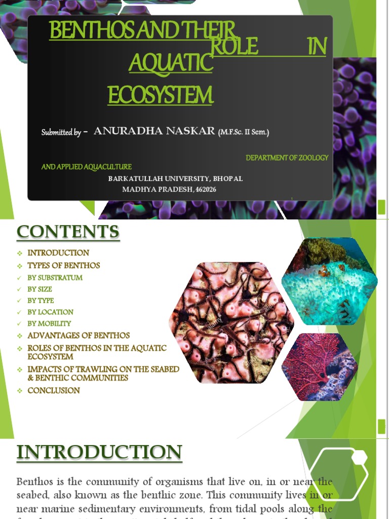 Benthos: Key Roles in Aquatic Ecosystems | PDF | Benthic Zone | Aquatic ...