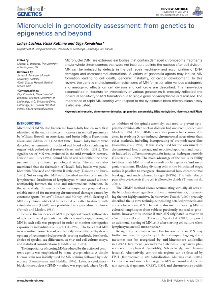 Micronuclei in Genotoxicity Assessment: From Genetics To Epigenetics ...