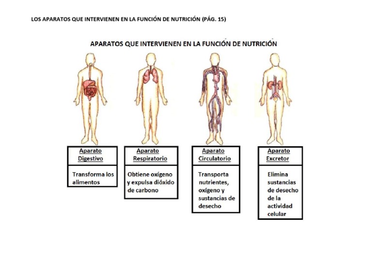 ESQUEMA Los Aparatos Que Intervienen en La Función de Nutrición PDF | PDF